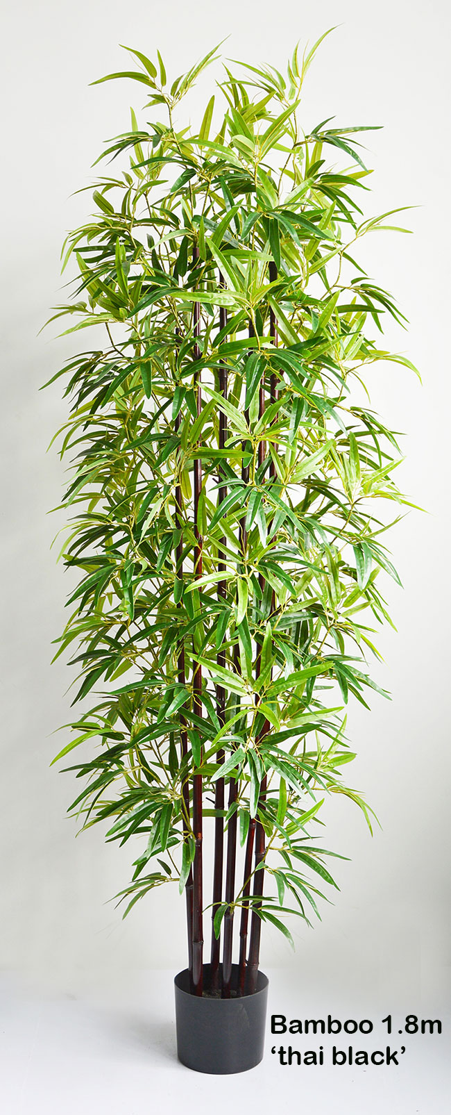 Bamboo 'china gold