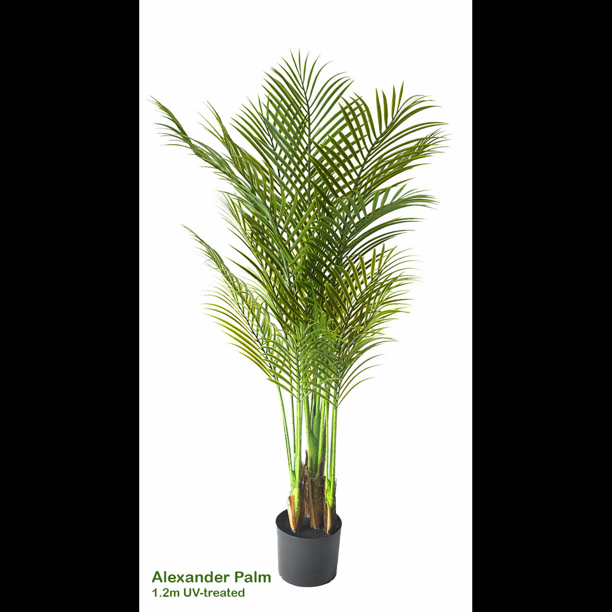 alexandra palm problems