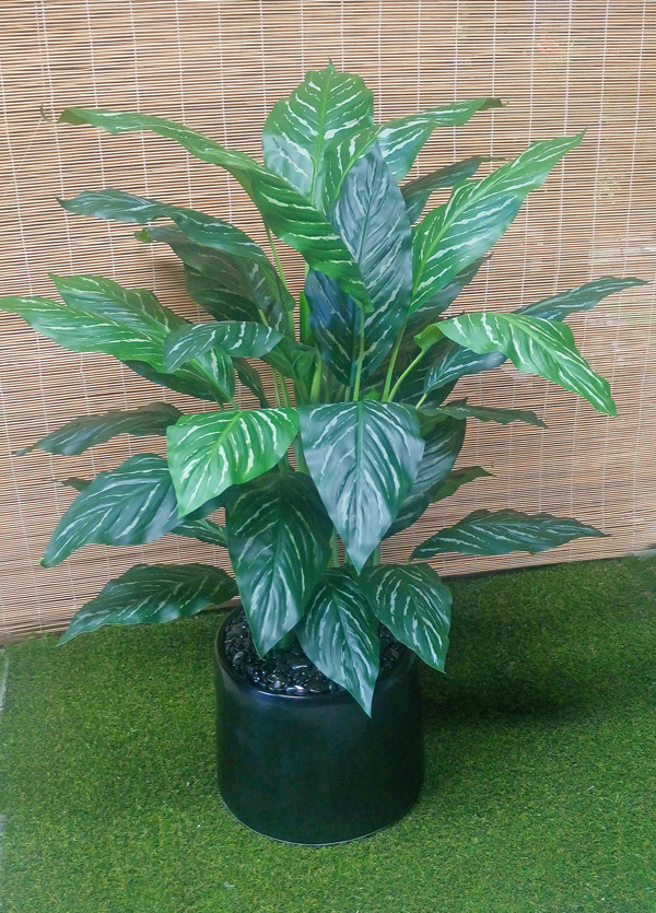 Silver Princess Plant | Australia Interior Gardens